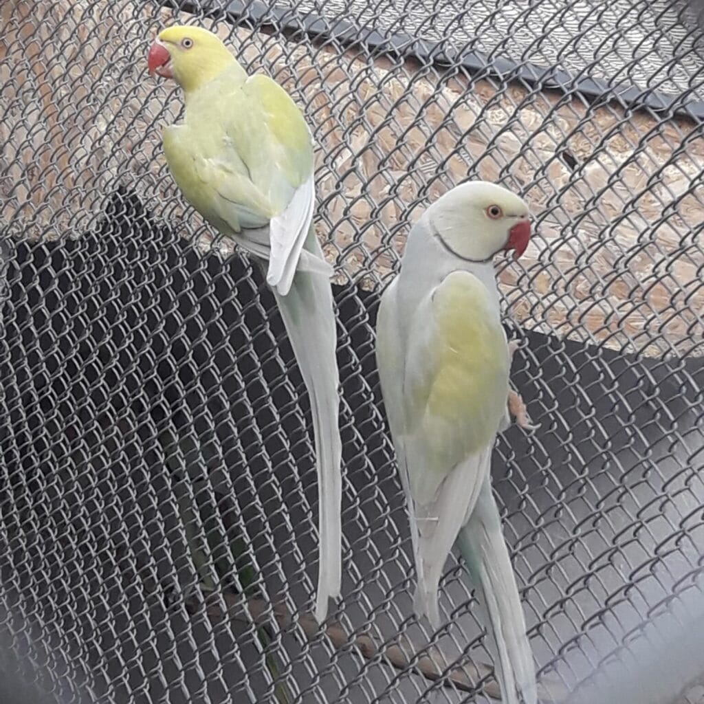 Indian Ringneck Parakeet - 7 Powerful Secrets Every Owner Must Know ...