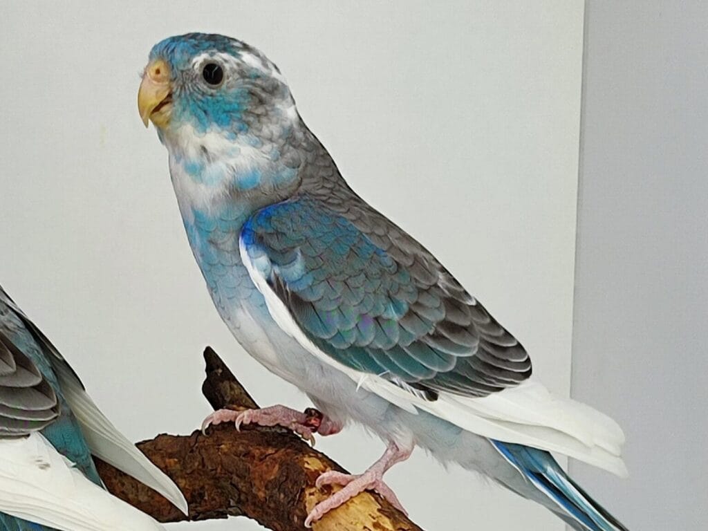 How To Care For Red Rumped Parrots - 5 Essential Tips – Petwisespace