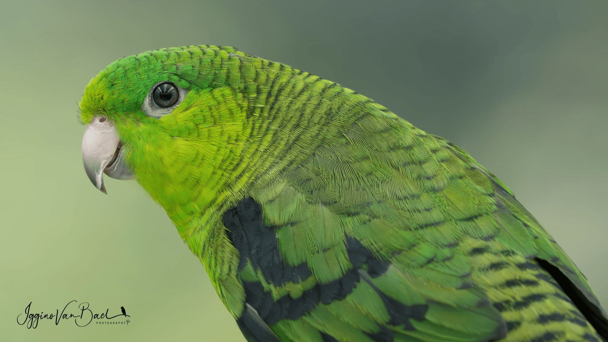 How To Care For Lineolated Parakeets - 12 Essential Tips – Petwisespace