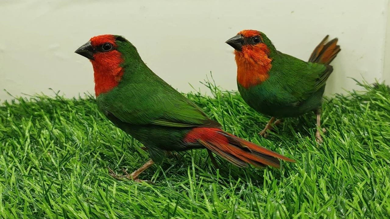 Pet Birds - The Ultimate Guide To Keeping, Caring For & Breeding ...