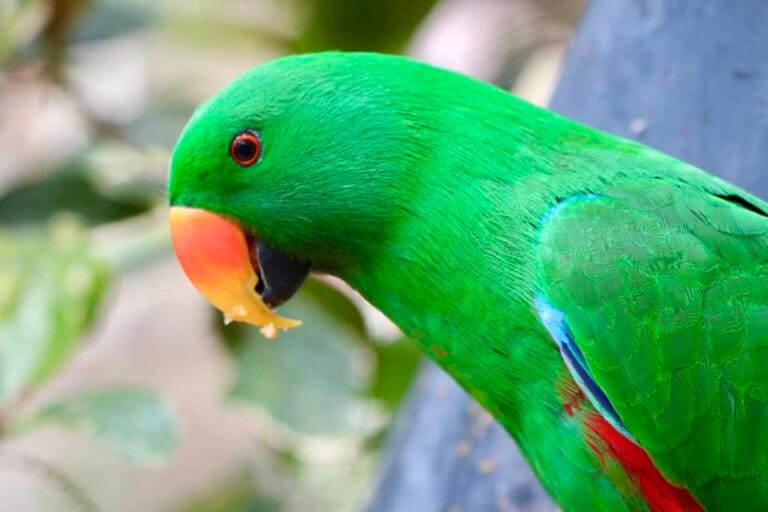 Parakeet Sounds - 10 Surprising Noises You Should Never Ignore ...