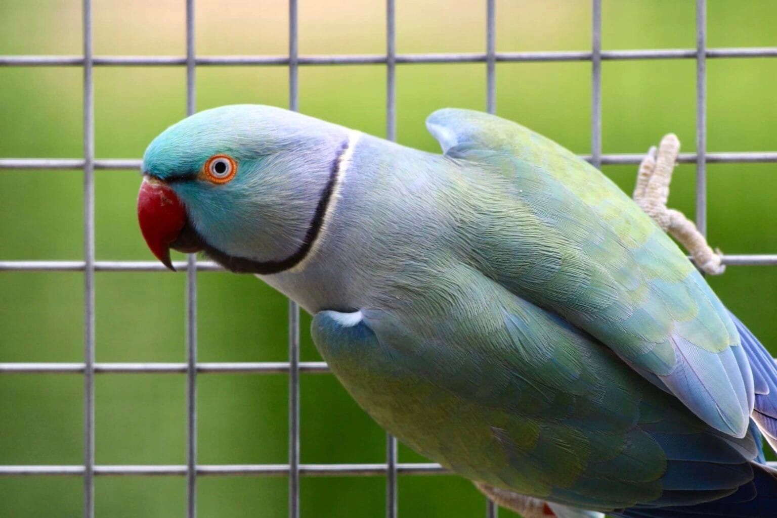 Indian Ringneck Parakeet - 7 Powerful Secrets Every Owner Must Know ...