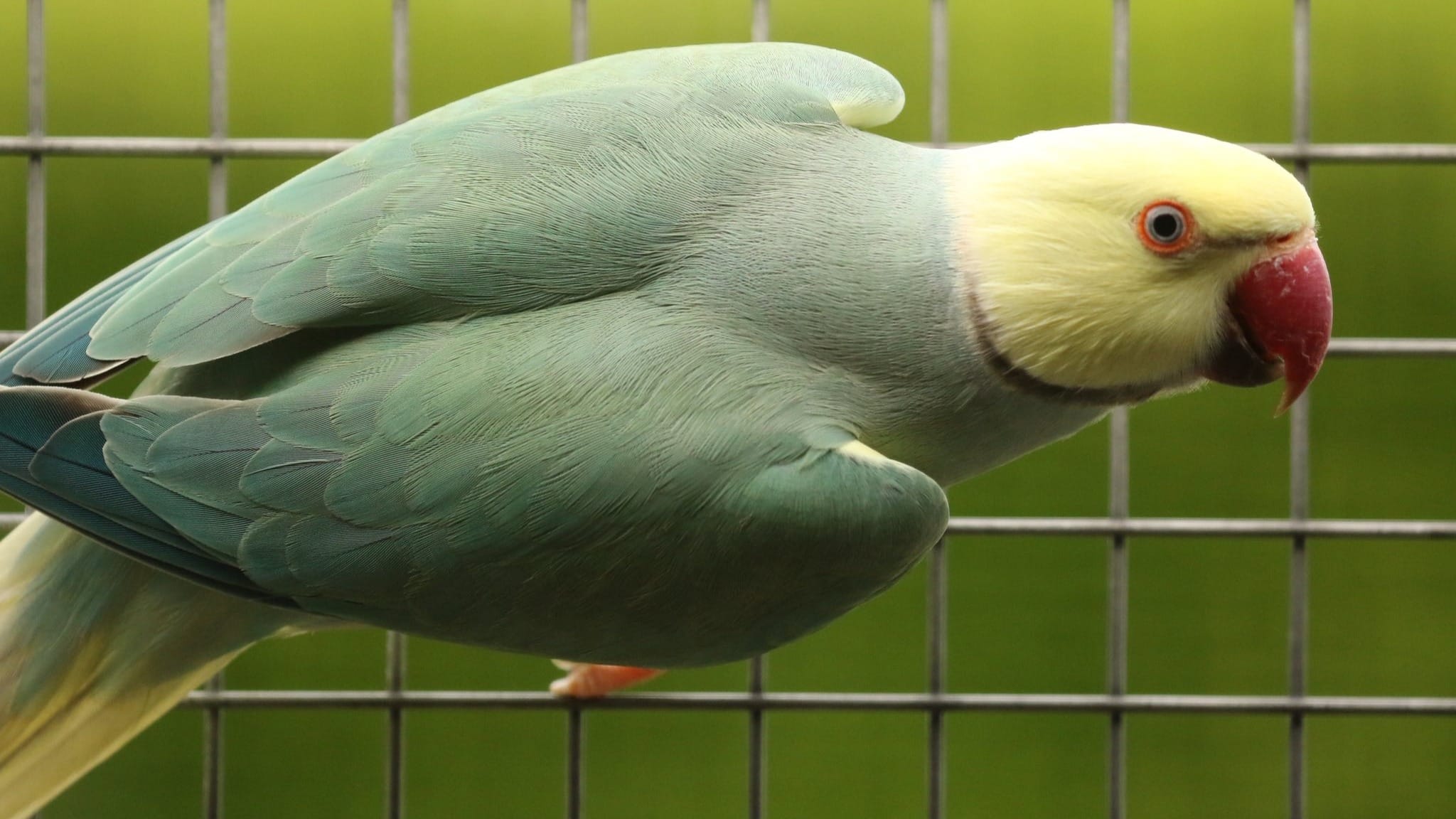 Indian Ringneck Parakeet - 7 Powerful Secrets Every Owner Must Know ...