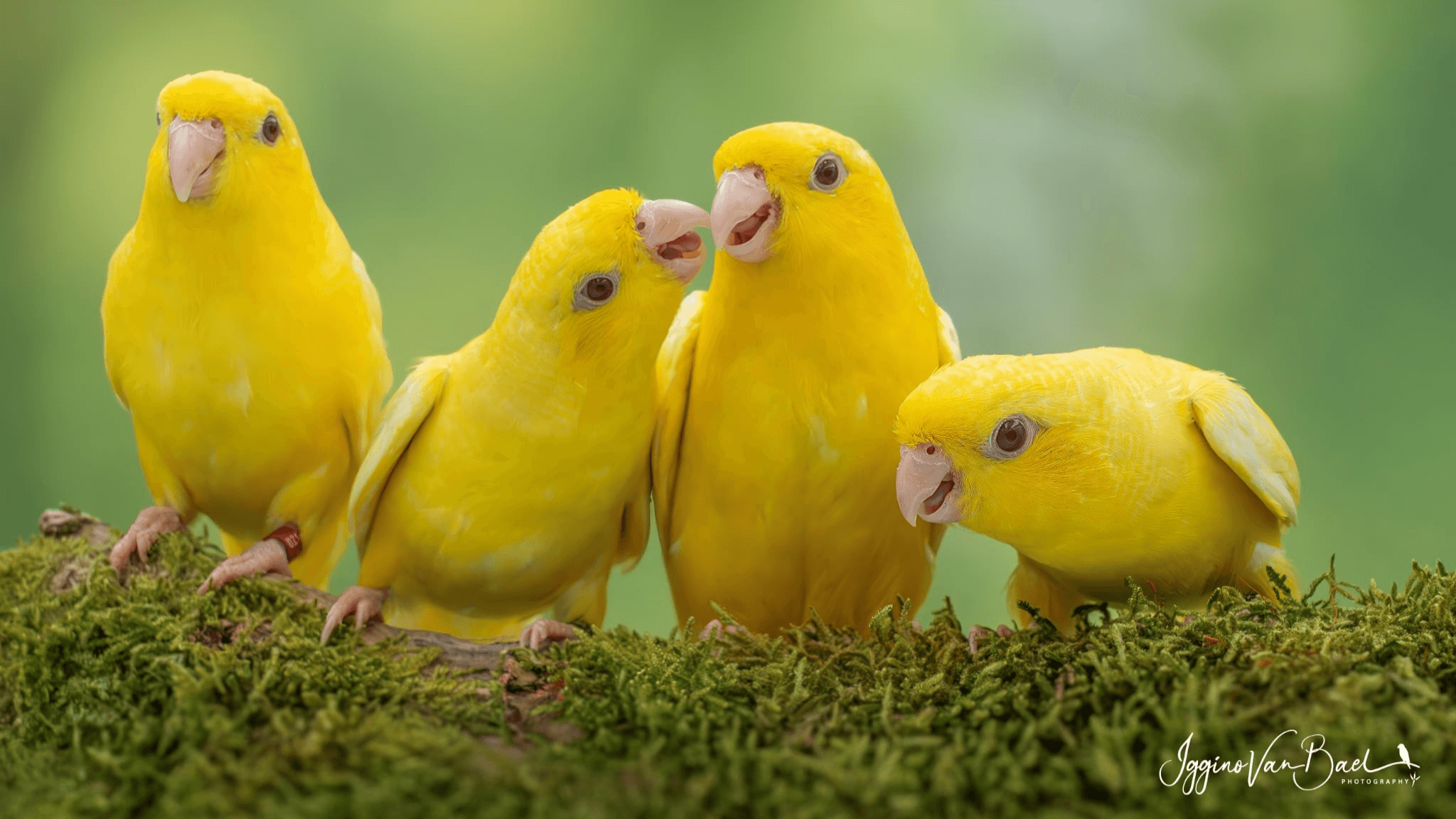 How To Care For Lineolated Parakeets - 12 Essential Tips – Petwisespace