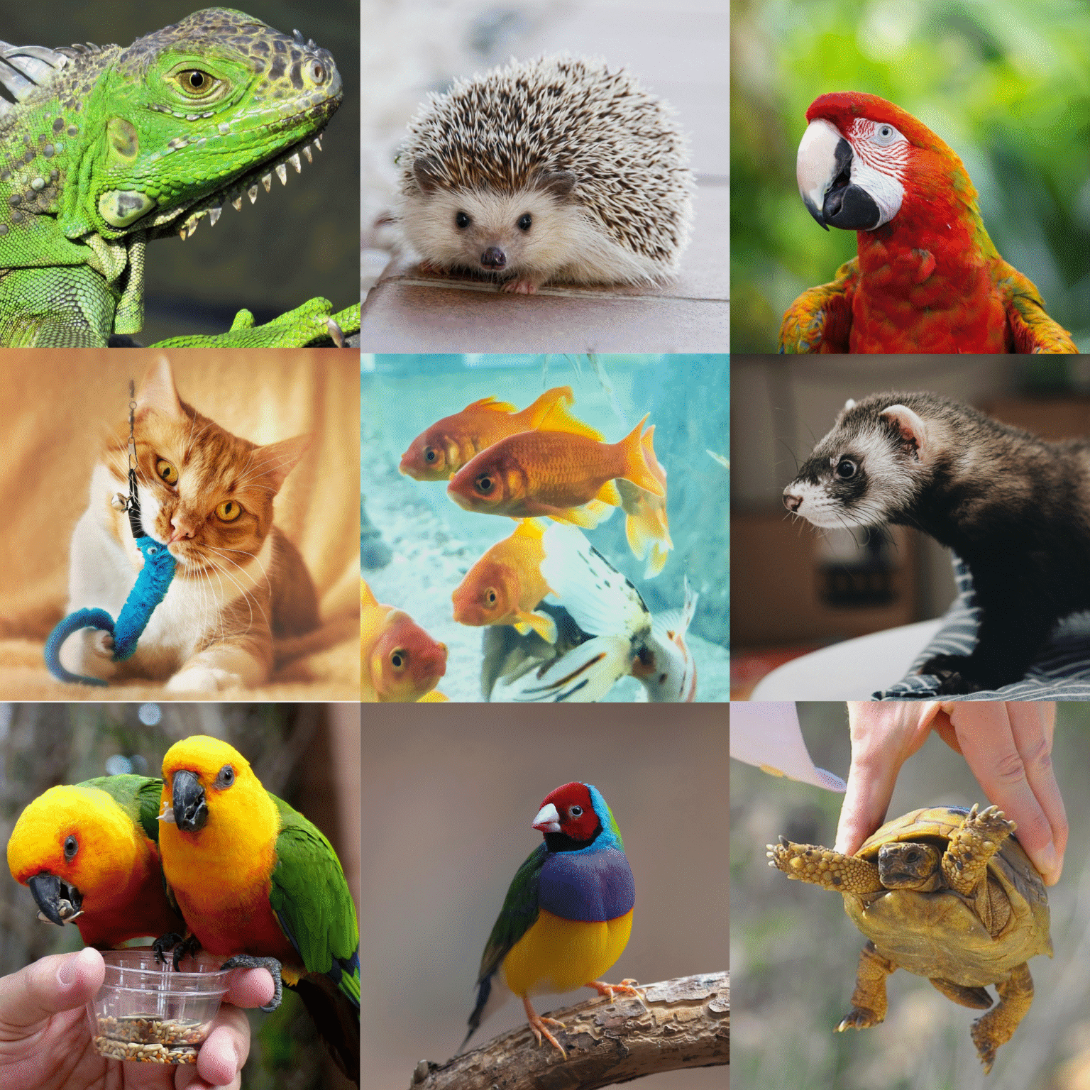 What Do Tree Frogs Eat: 12 Ultimate Foods That Keep Them Thriving ...