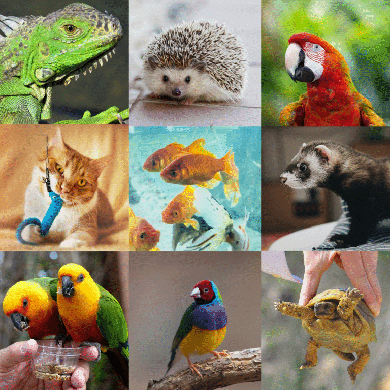 Parrot Age Expectancy: 7 Powerful Facts About How Long Parrots Live ...