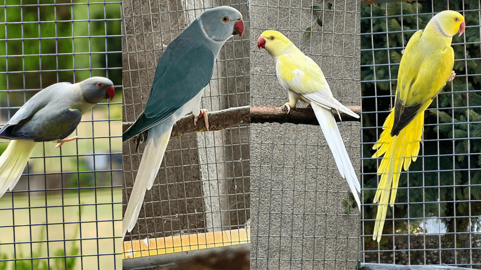 Indian Ringneck Parakeet - 7 Powerful Secrets Every Owner Must Know ...