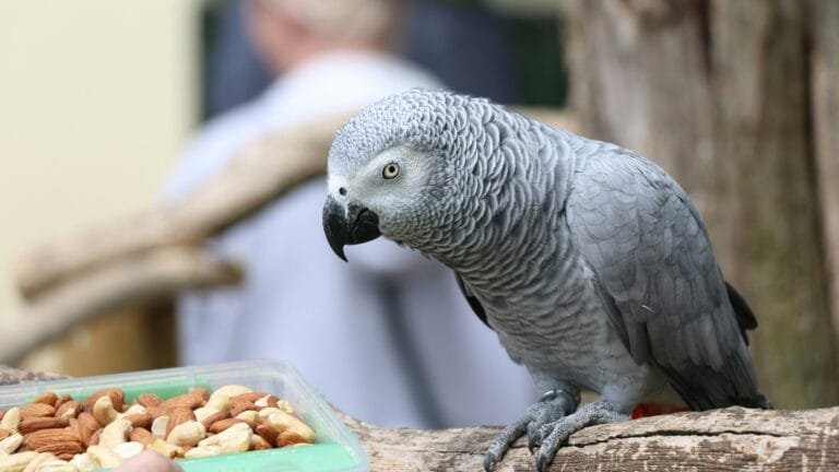 Parrot Behavior How To Decode Your Bird’s Powerful Signals – Petwisespace