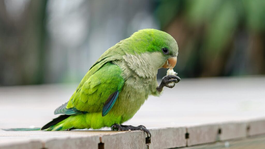 Parakeet As Pet - 12 Stunning Species Every Beginner Must Know ...