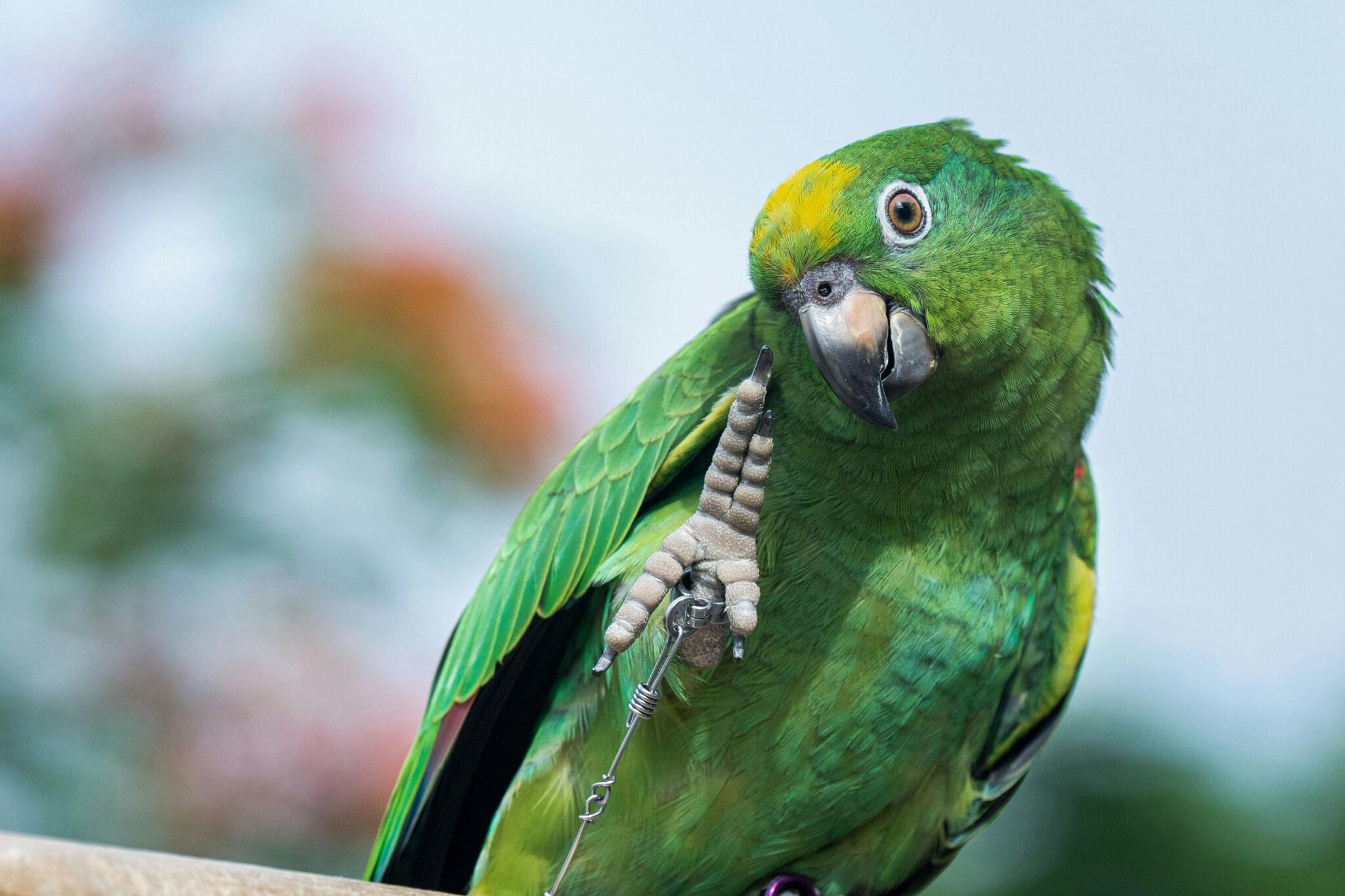 Parrot Age Expectancy: 7 Powerful Facts About How Long Parrots Live ...