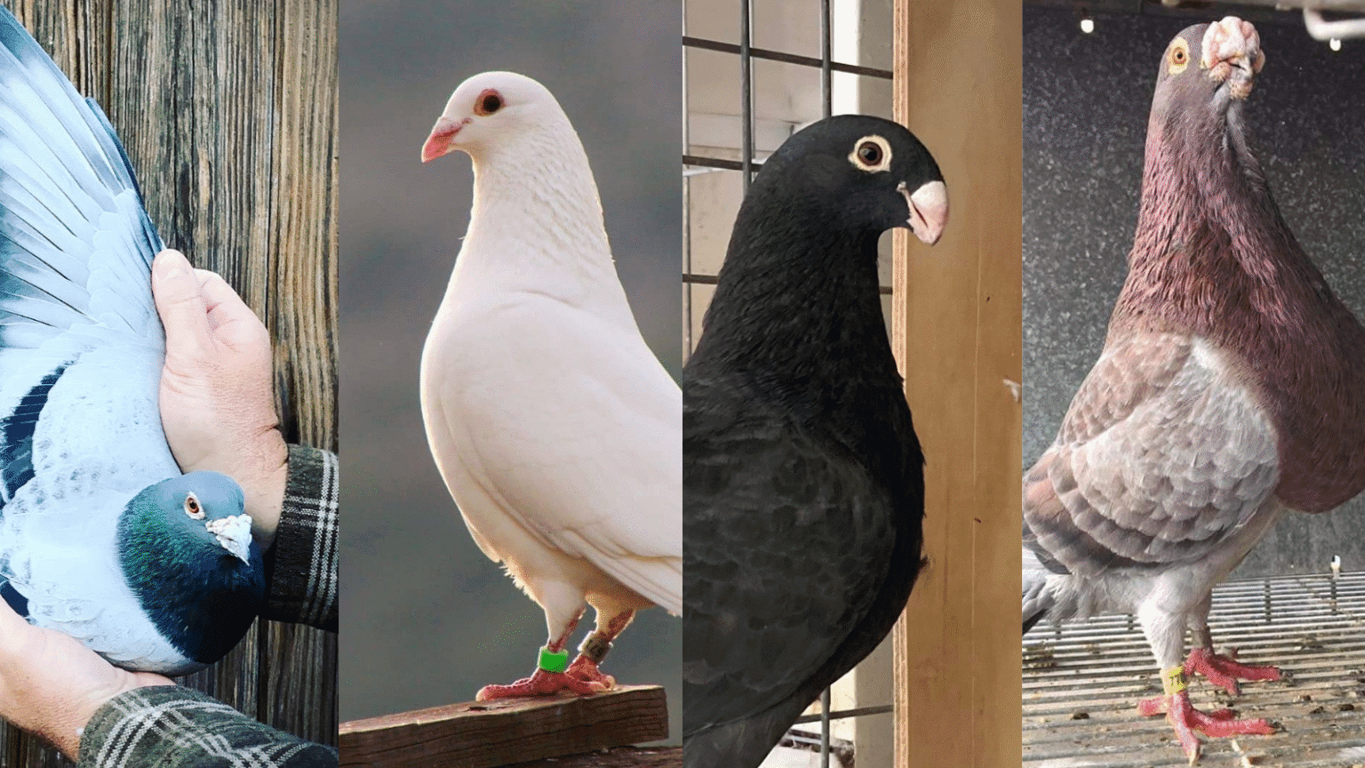 What Do Pigeons Eat? 5 Essential Foods For Healthy Pet Birds – Petwisespace