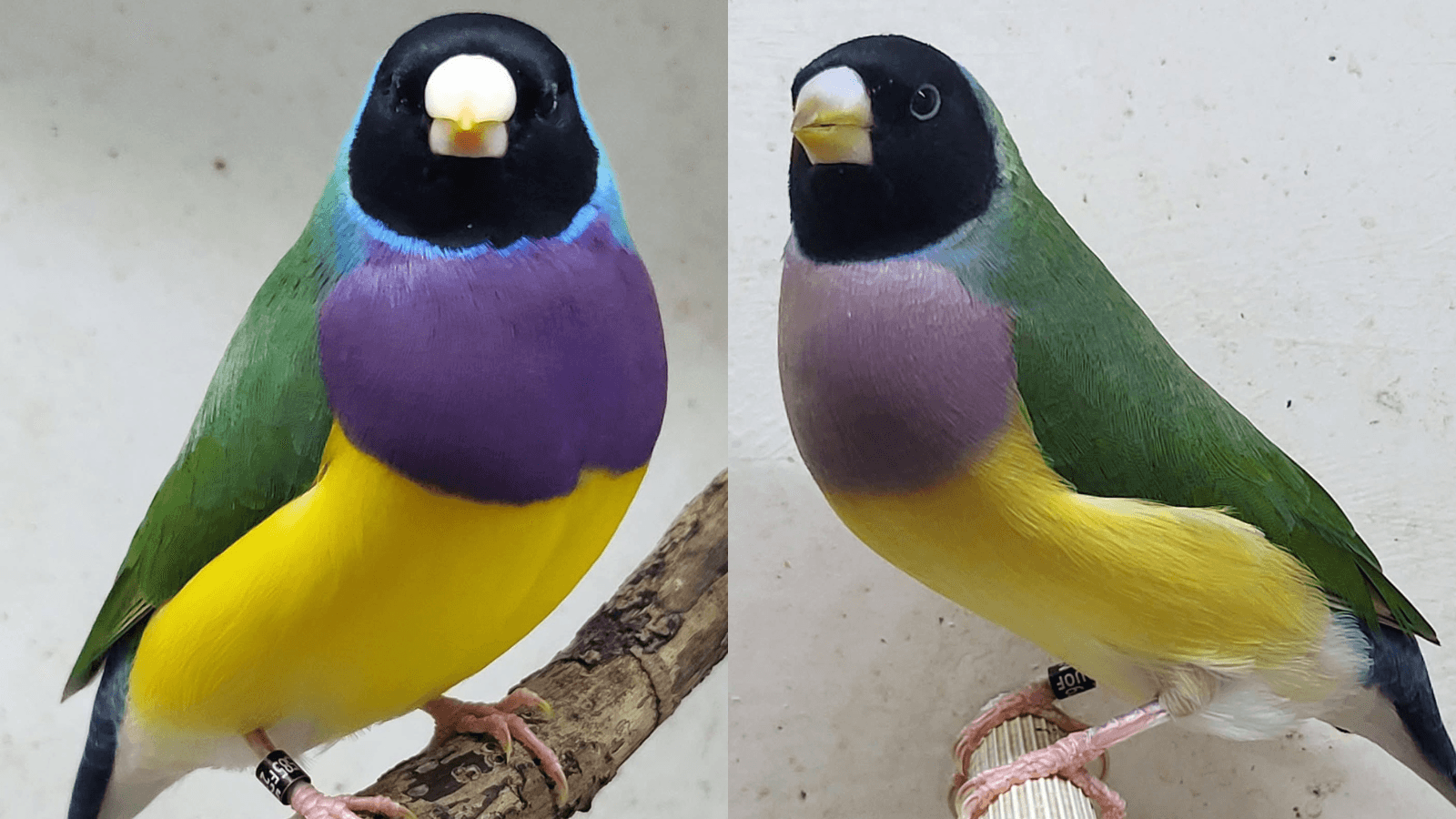 Gouldian Finch Care & Breeding: Complete Aviculture Guide – Petwisespace