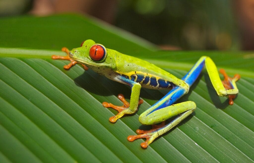 What Do Tree Frogs Eat: 12 Ultimate Foods That Keep Them Thriving ...