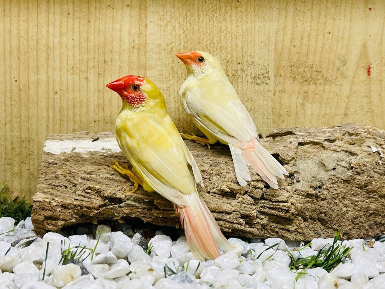 Star Finch: Complete Breeder's Guide To Aviculture Care – Petwisespace