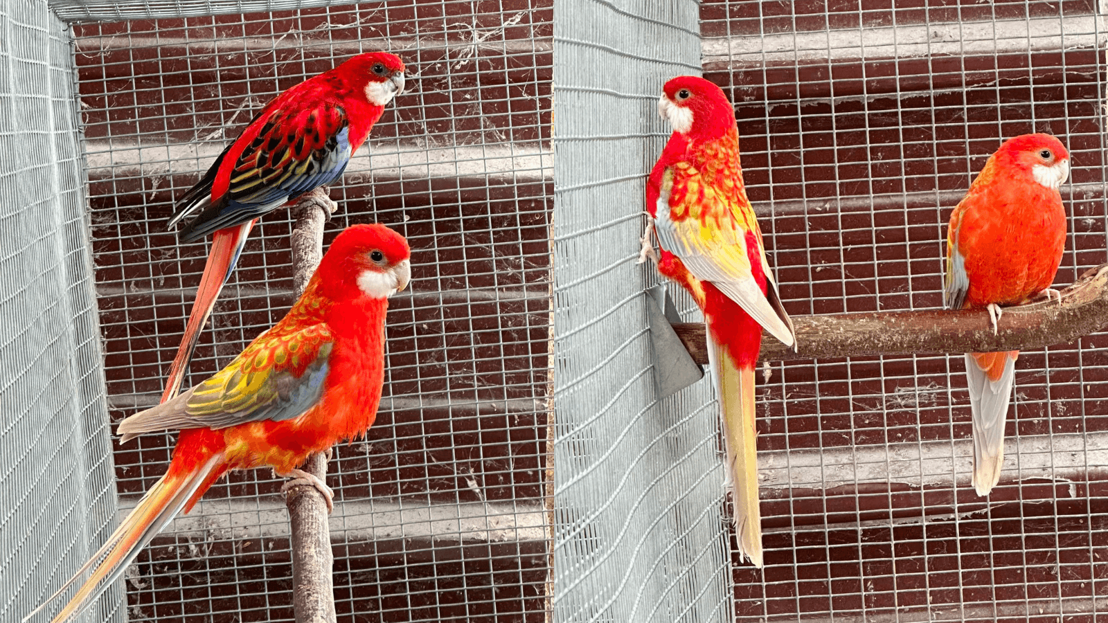 Eastern Rosella: Complete Breeder's Guide To Aviculture & Care ...