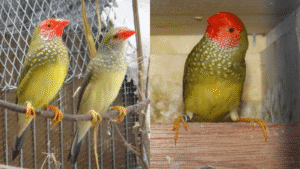 Star Finch: Complete Breeder's Guide To Aviculture Care – Petwisespace